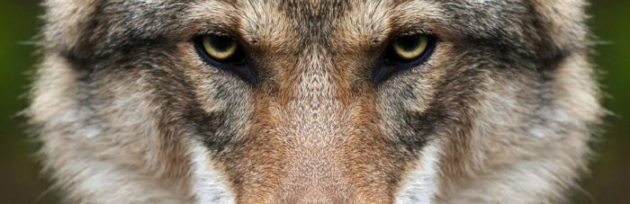 Alex Lake: “homo homini lupus”nel suo thriller psicologico